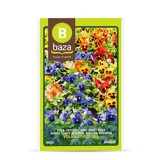 Semente de flor anual - Pansy Viola Swiss Winter Giants - BAZA Seeds ...