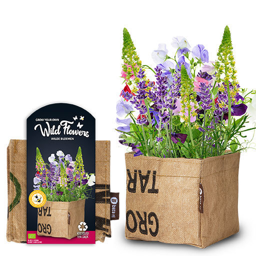 Semente de flor de flores silvestres - 180112 - BAZA Seeds Holland b.v ...