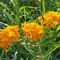 Muda de flor perene - BLYWED - NatureHills - amarela / laranja / para ...